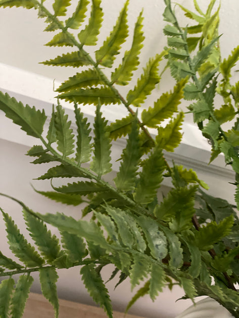Real Touch Artificial Lady Fern- Bundle of 4 – Journey Decor